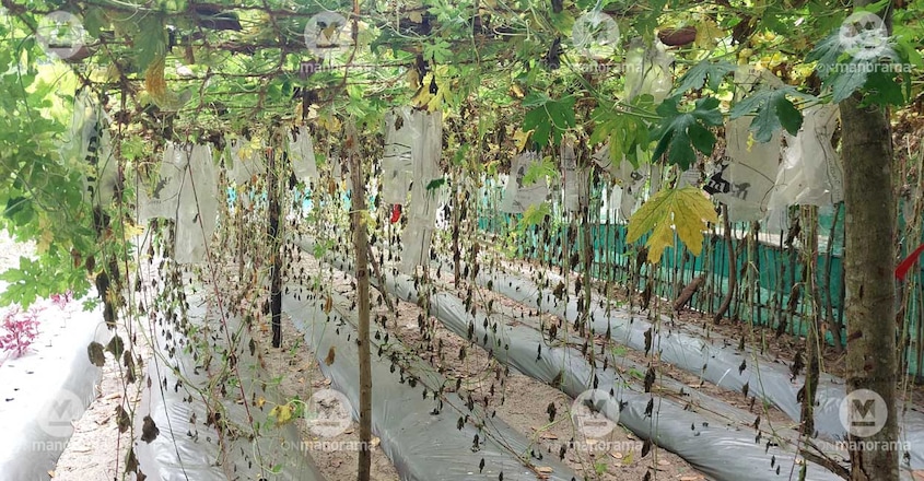 These women churn money from wasteland-turned farm in Alappuzha