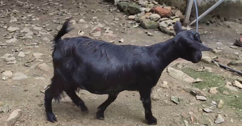 Idukki's Lilliputian goat owns Guinness World Record, becomes toast of ...