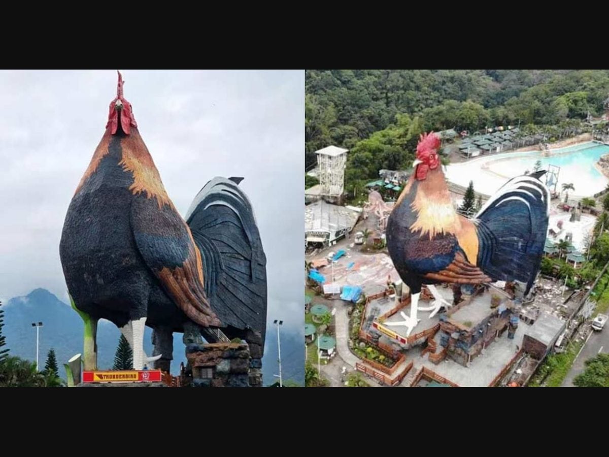 biggest rooster ever