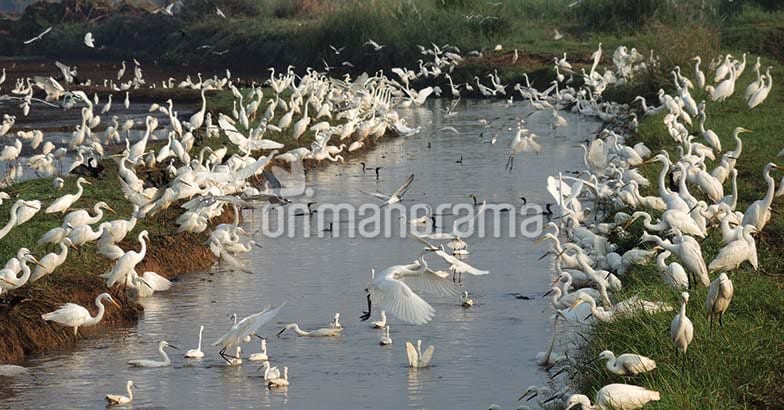 Winter has come: winged visitors throng Thrissur kole lands | migratory ...