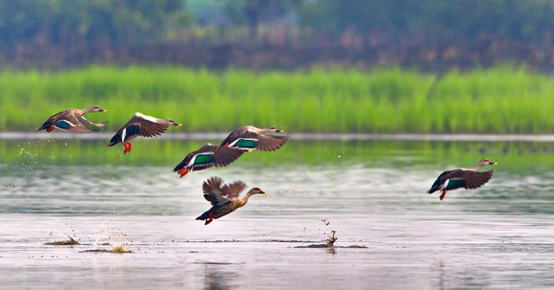 Migratory Birds With Names