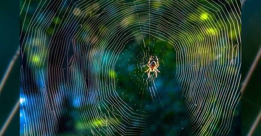 Kerala researchers to present new spider species to the world