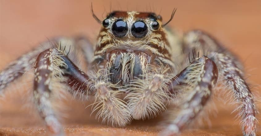 Kerala researchers to present new spider species to the world
