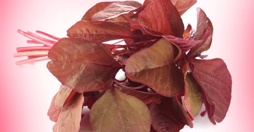 Know the amazing health benefits of red spinach | Spinach | health ...