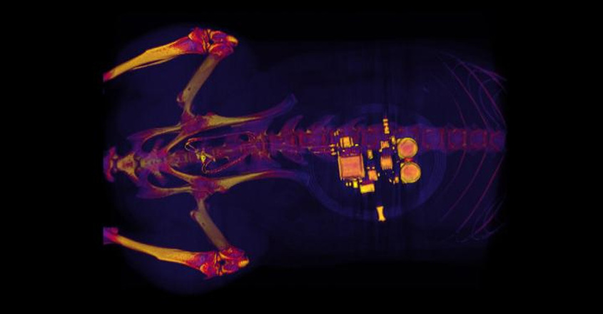 This implantable device can treat bladder problems using light | Health ...