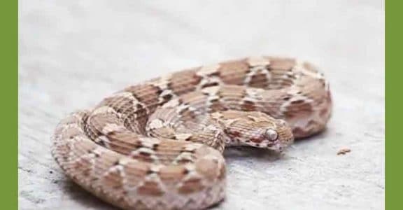 Snake bite: What to do, what not to do and why | Lifestyle Health ...