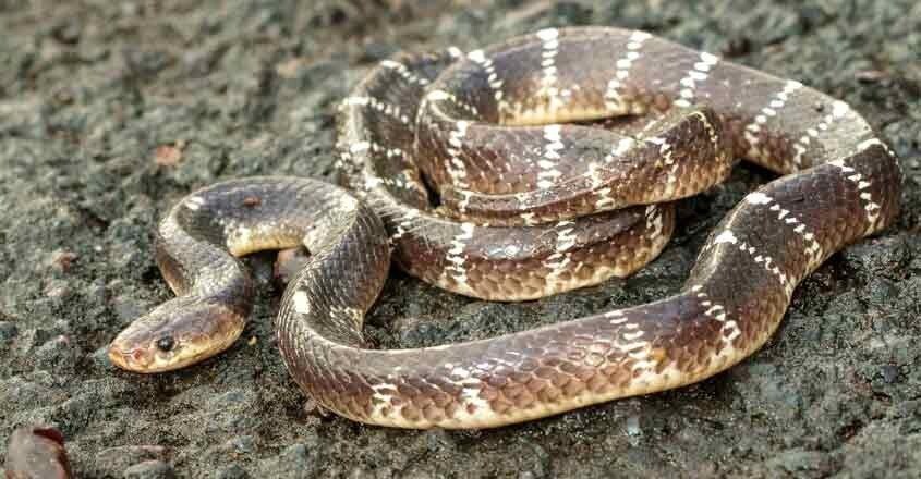 Snake bite: What to do, what not to do and why | Lifestyle Health ...