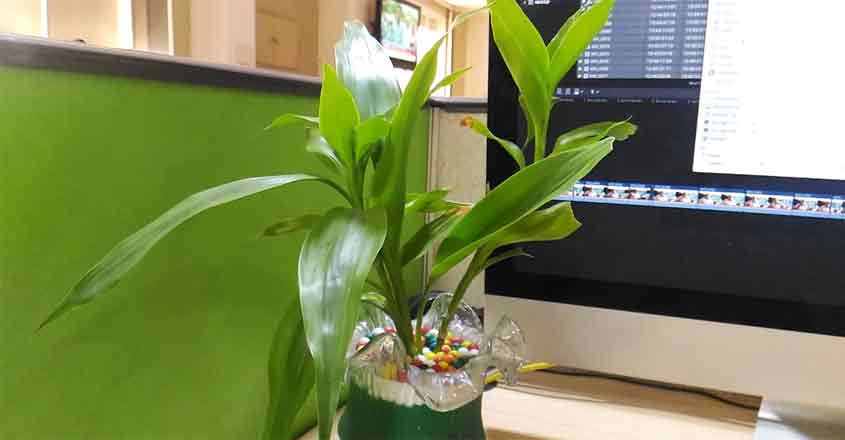Plants on desk in office can reduce stress at work: Study | Lifestyle ...