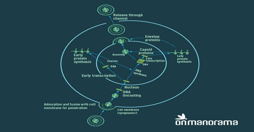 A peak into the world of virus: How they invade cells and multiply ...