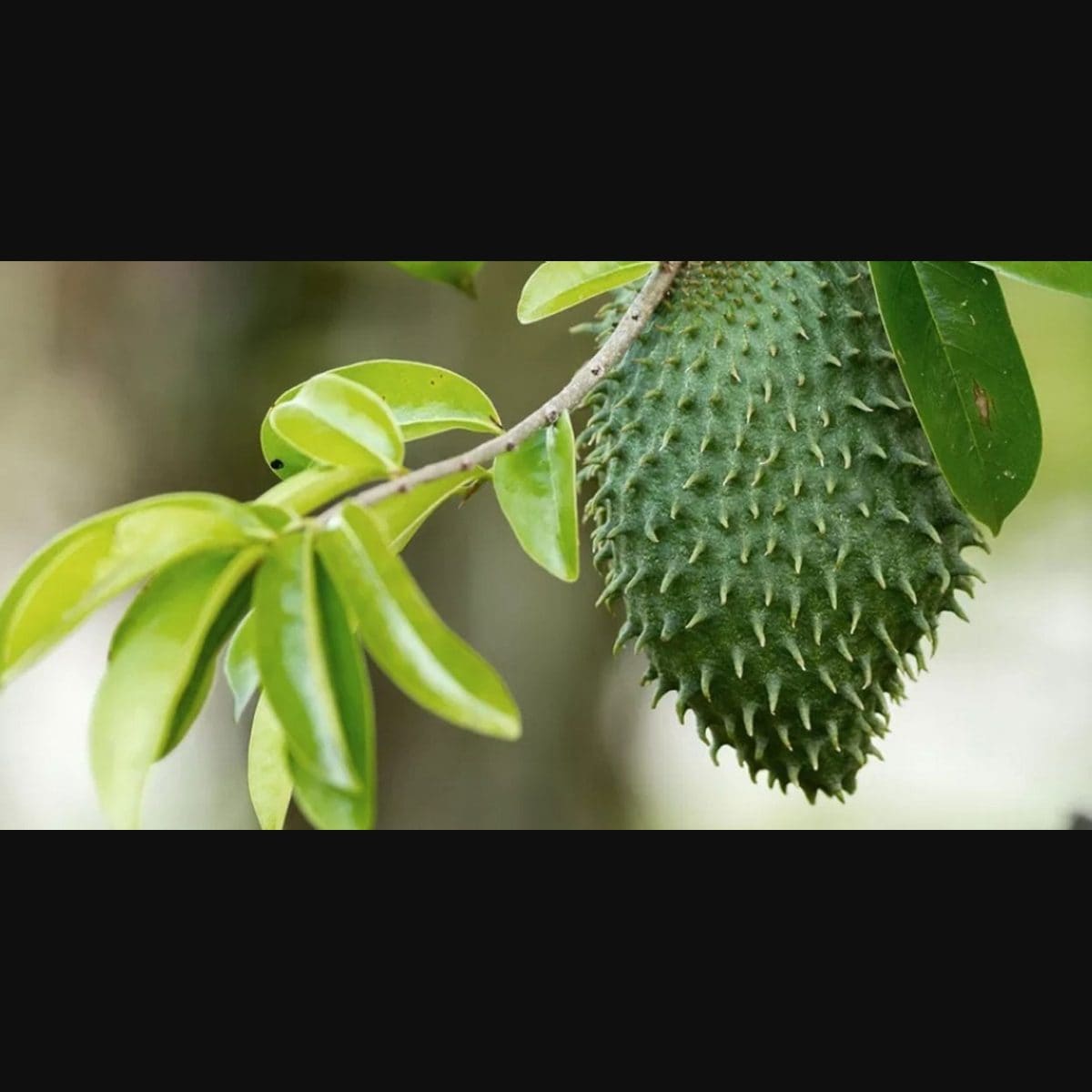 Graviola Tree In Kerala