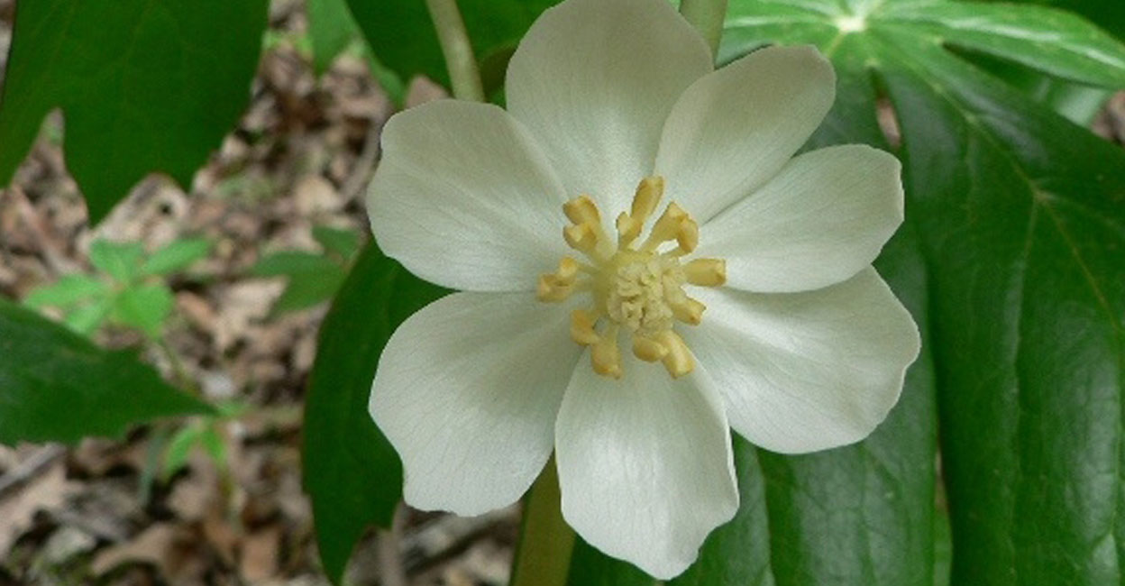 Most effective herbs to prevent cancer