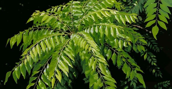 curry leaf plant problems