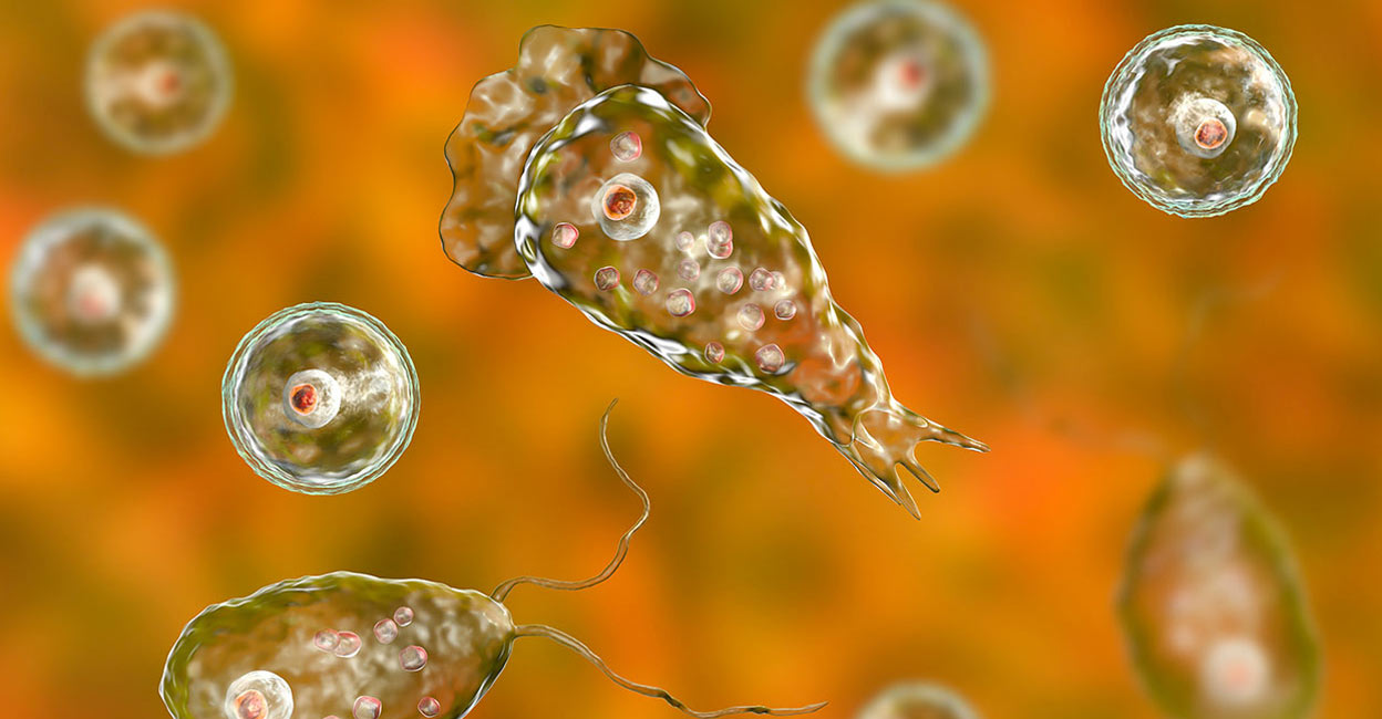 All about Naegleria fowleri, the deadly brain-eating amoeba lurking in ...