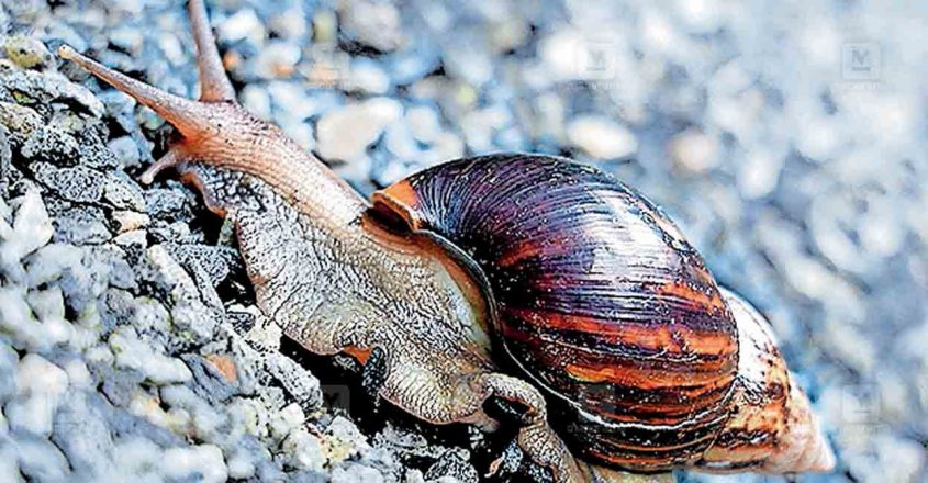 Kottayam villages plagued by African snails: Precautions to take | African Snail in Kerala ...