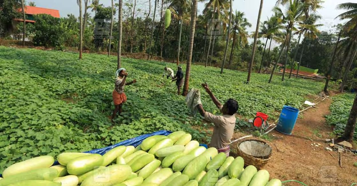 Summer is here: Here's why you should include 'pottu vellari' juice in ...