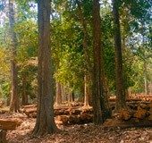 Kerala’s 19th-century development dilemma | Lifestyle Column | English ...