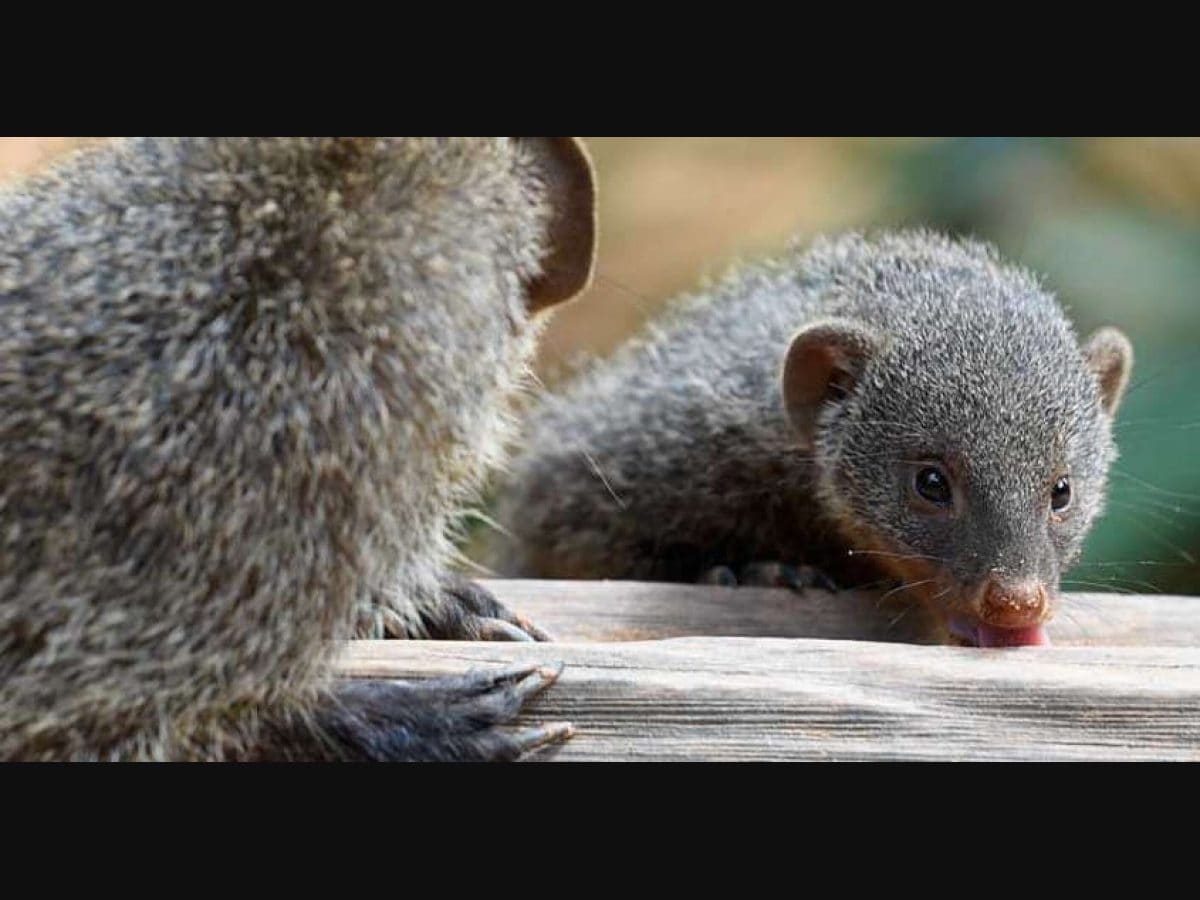Baby Indian Mongoose