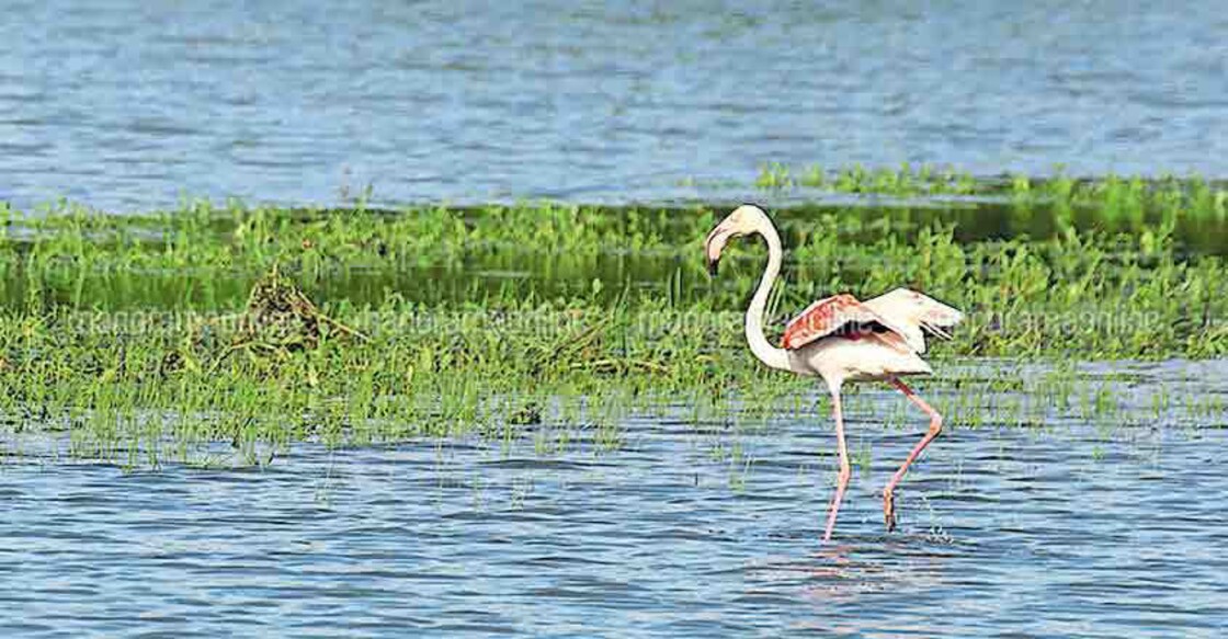 Rare bird appears at Thamaravattom in Kochi | Migratory bird | Greater ...