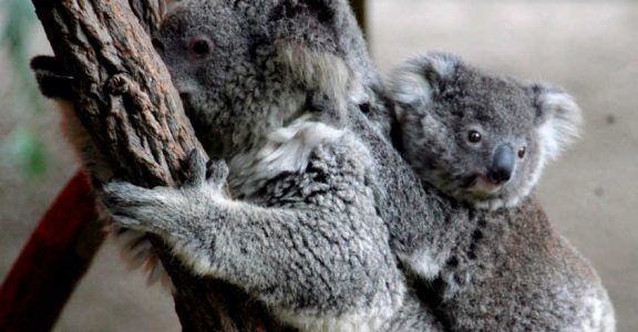 Koala population in Australia faces extinction by 2050 | Koala ...