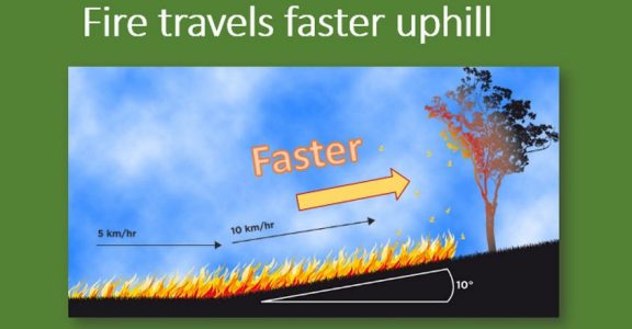 The fascinating science of forest fires, survival tips
