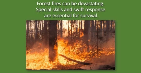 The fascinating science of forest fires, survival tips