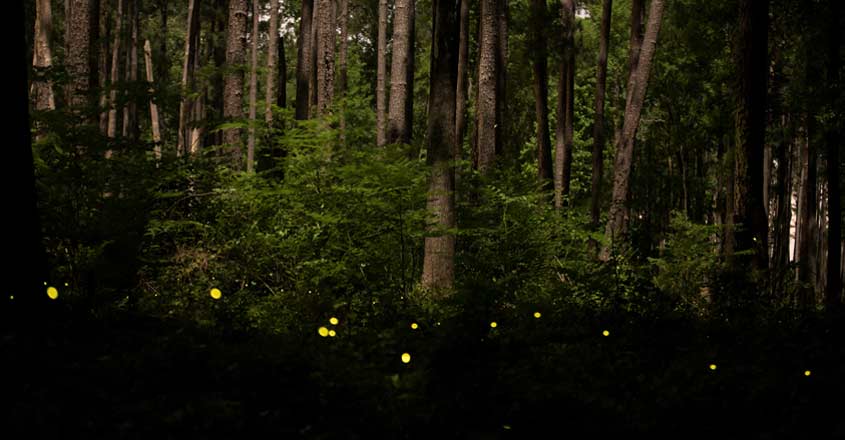 World's most spectacular blink-in-sync feat of fireflies begins ...