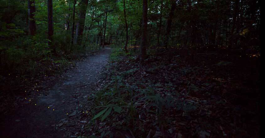 World's most spectacular blink-in-sync feat of fireflies begins ...