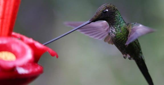 A hummingbird sanctuary in Colombia that provides respite to city life ...