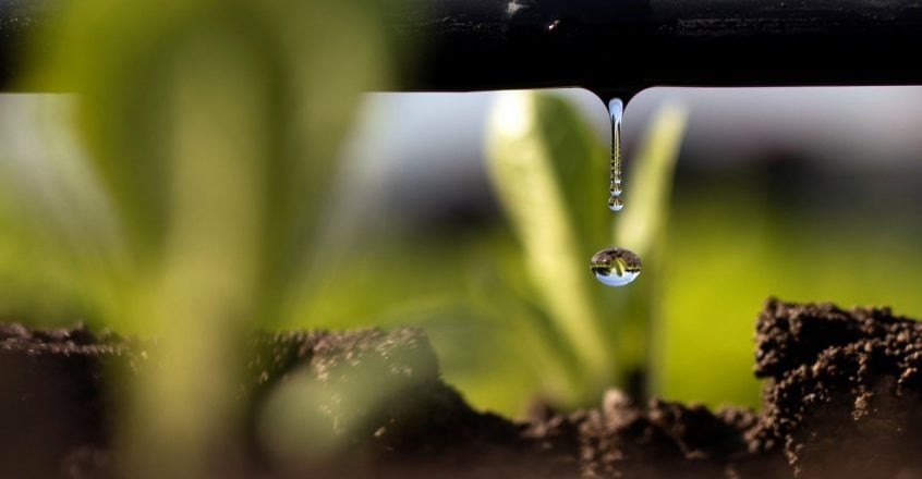 Drip irrigation system emerges to solve rice paddy problem | Lifestyle ...