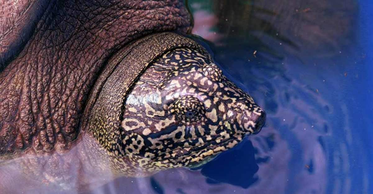 Last pair of turtles revives hope of survival of near extinct species ...