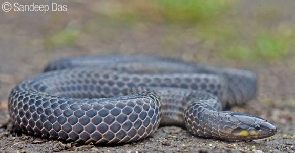 Scientists discover new snake species from Western Ghats | News ...
