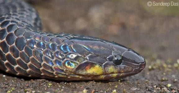 Scientists discover new snake species from Western Ghats | News ...