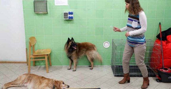 Dogs have 'sensor' in their nose tips to detect other animals nearby ...