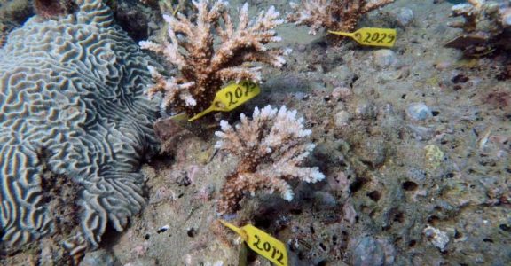Divers plant coral off UAE coast to revitalise marine life | Lifestyle ...