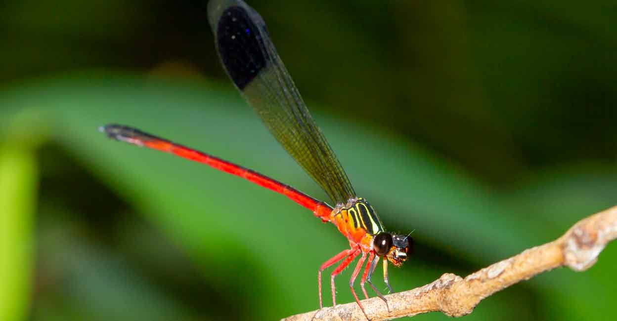 Study updates records of Kerala's rich odonate fauna | Lifestyle News ...
