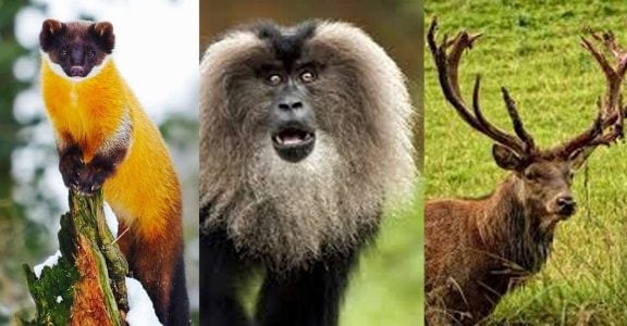 Here are some rare and exotic animals found only in India | Lifestyle ...
