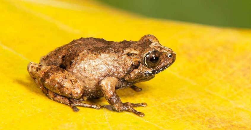 Five new species of shrub frogs found in Western Ghats | Manorama English