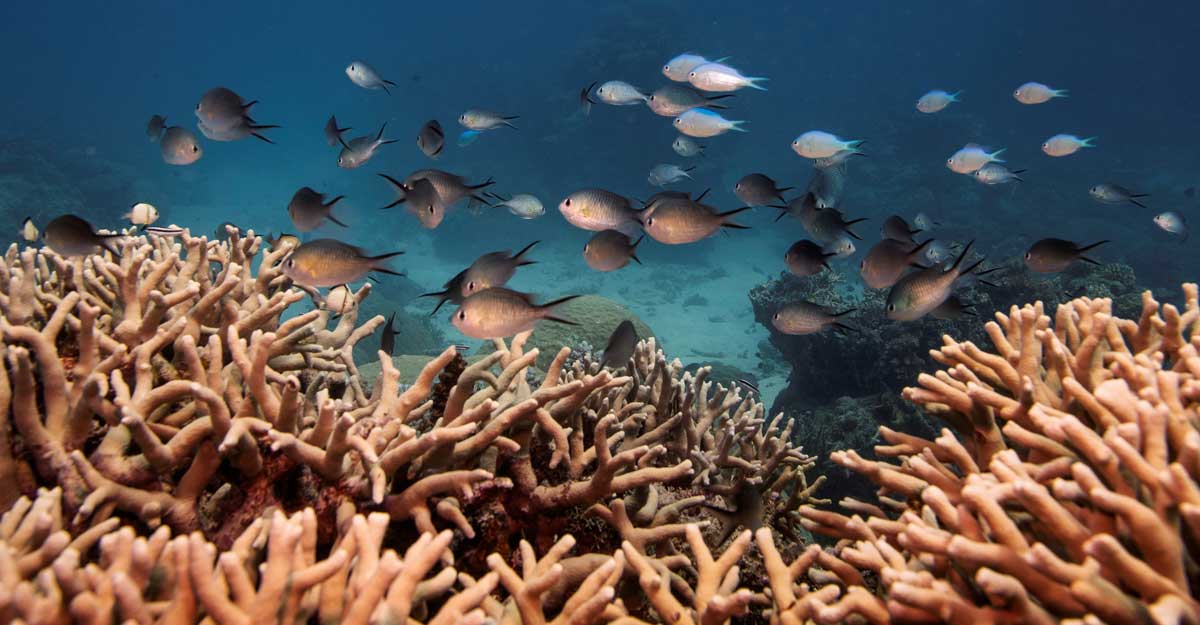 Put climate change study on curriculum: Pressure mounts on schools ...