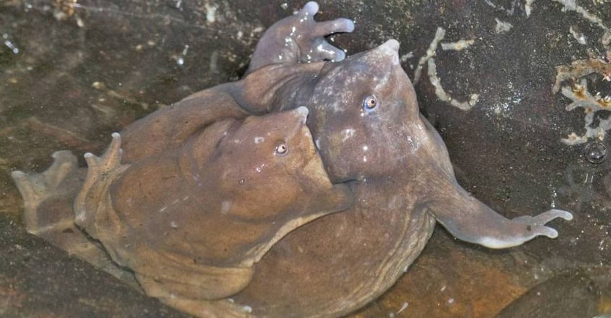 Young Kerala researcher in the limelight for unearthing endemic frog ...