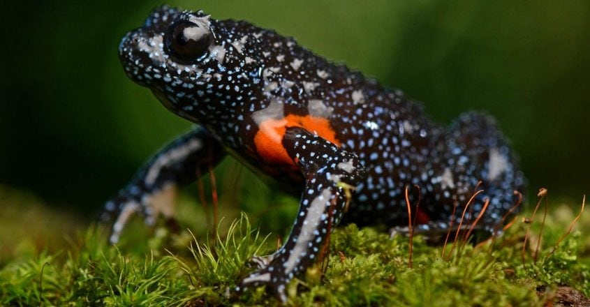 Galaxy Frog: The flagship species in Kerala that must be conserved ...