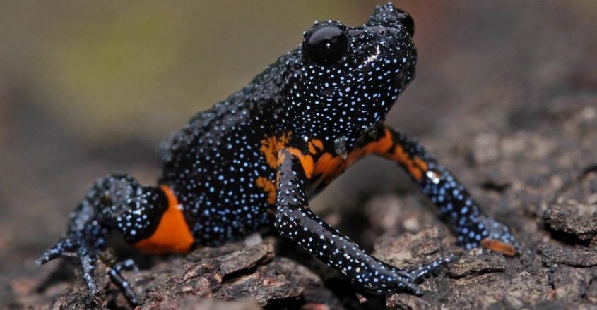 Galaxy Frog: The flagship species in Kerala that must be conserved ...
