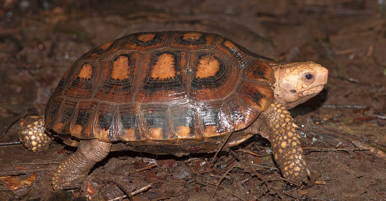 Reptile survey in Thiruvananthapuram records many rare, endangered ...