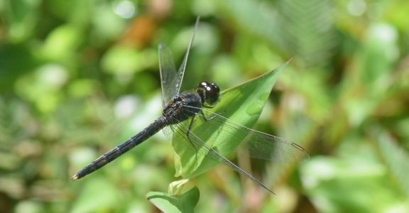 Annual survey records 15 new species in the Shendurney Wildlife Sanctuary t
