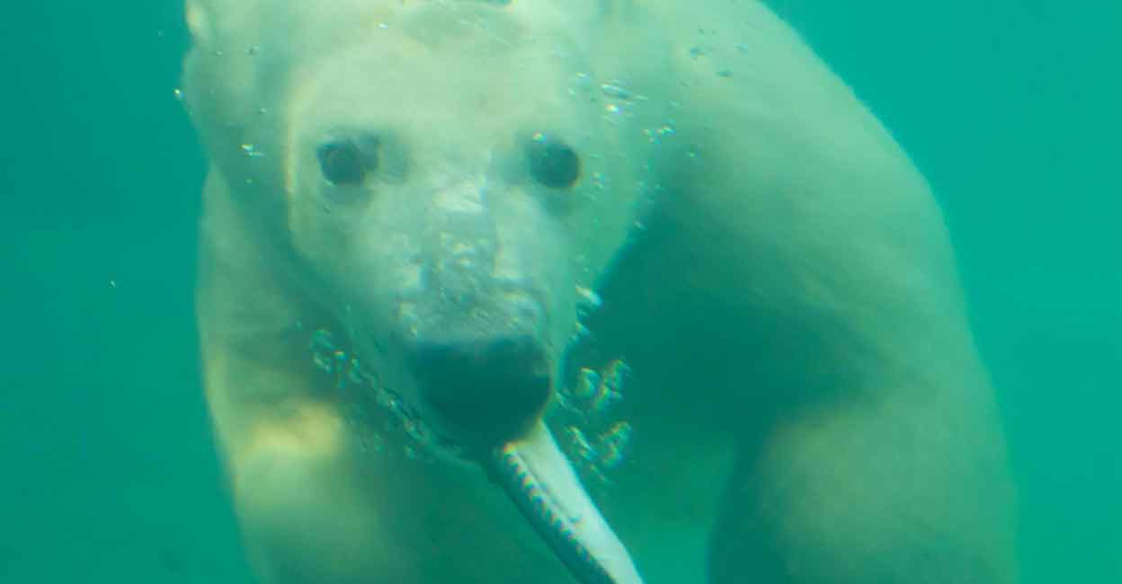Wildlife species worldwide contaminated with 'forever chemicals ...