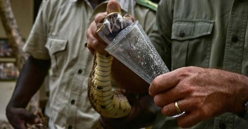 Why are Kenyans rearing poisonous snakes? | Lifestyle News | English ...