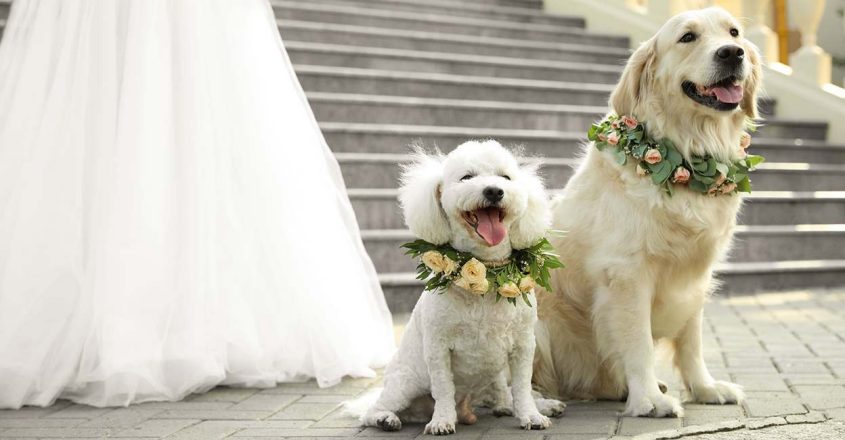 Pet-friendly weddings are trending in India