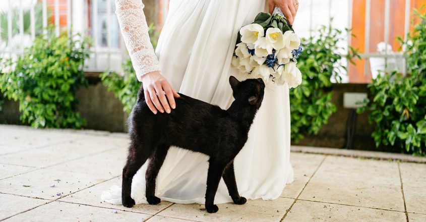 Pet-friendly weddings are trending in India