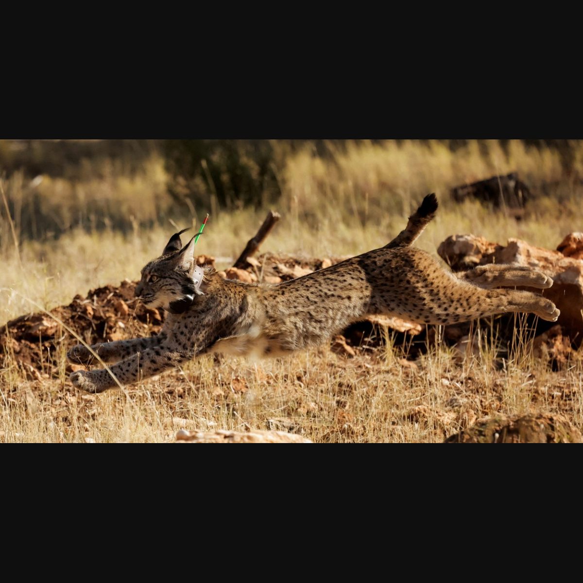 Iberian Lynx Hunting