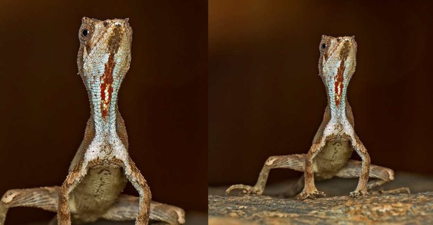 Discovery of new lizard species sheds light on Western Ghats’ rich ...