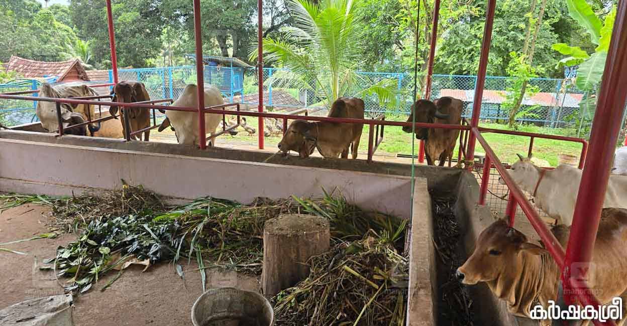 Quaint Kerala hue billows from this organic farm in Kuttichira ...